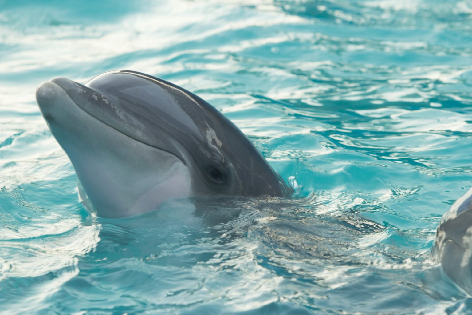 Visit the Gulf World Marine Park in Panama City Beach | Panama City ...